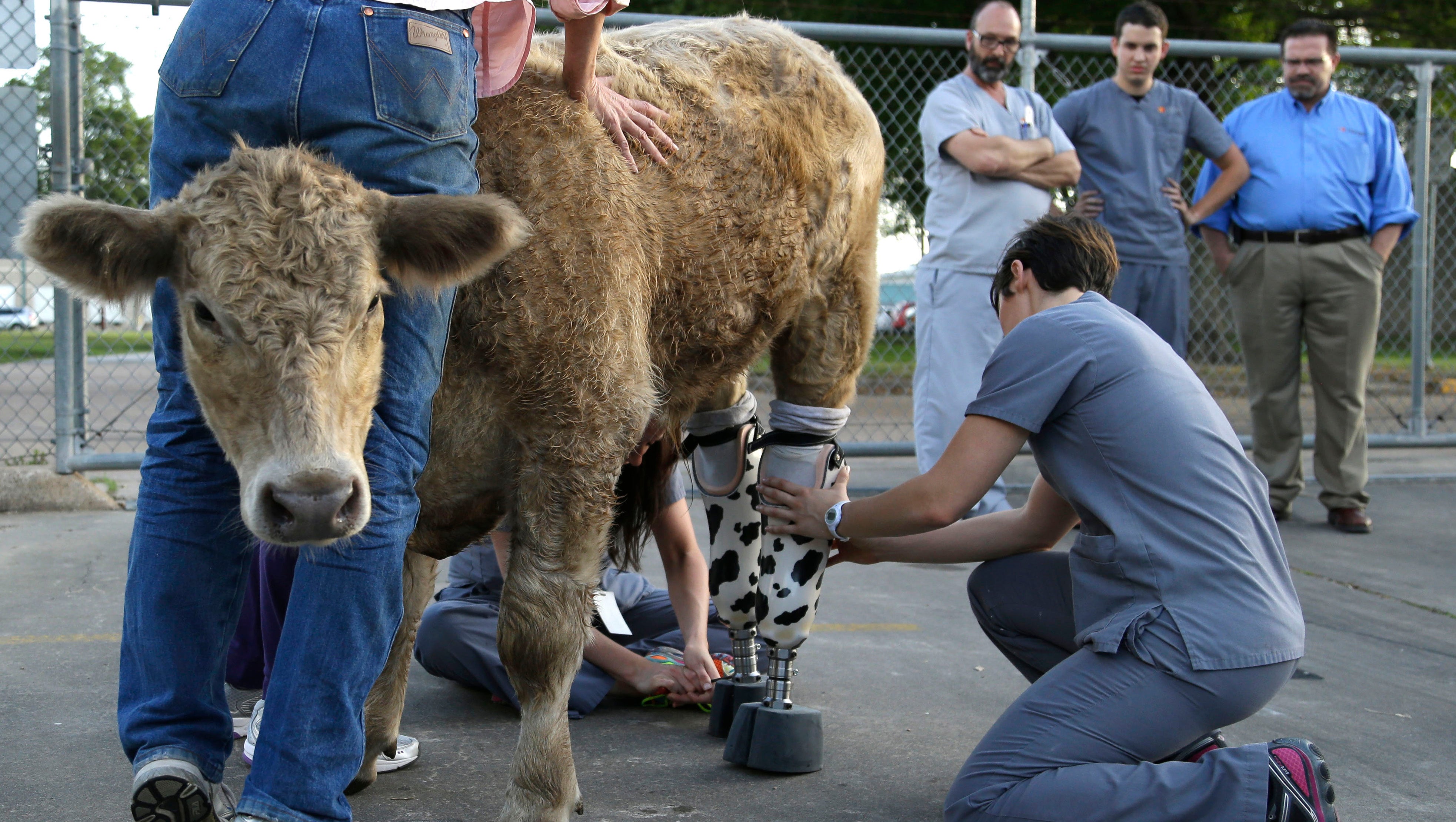 Rescued calf gets new high-tech prosthetics - CBS News
