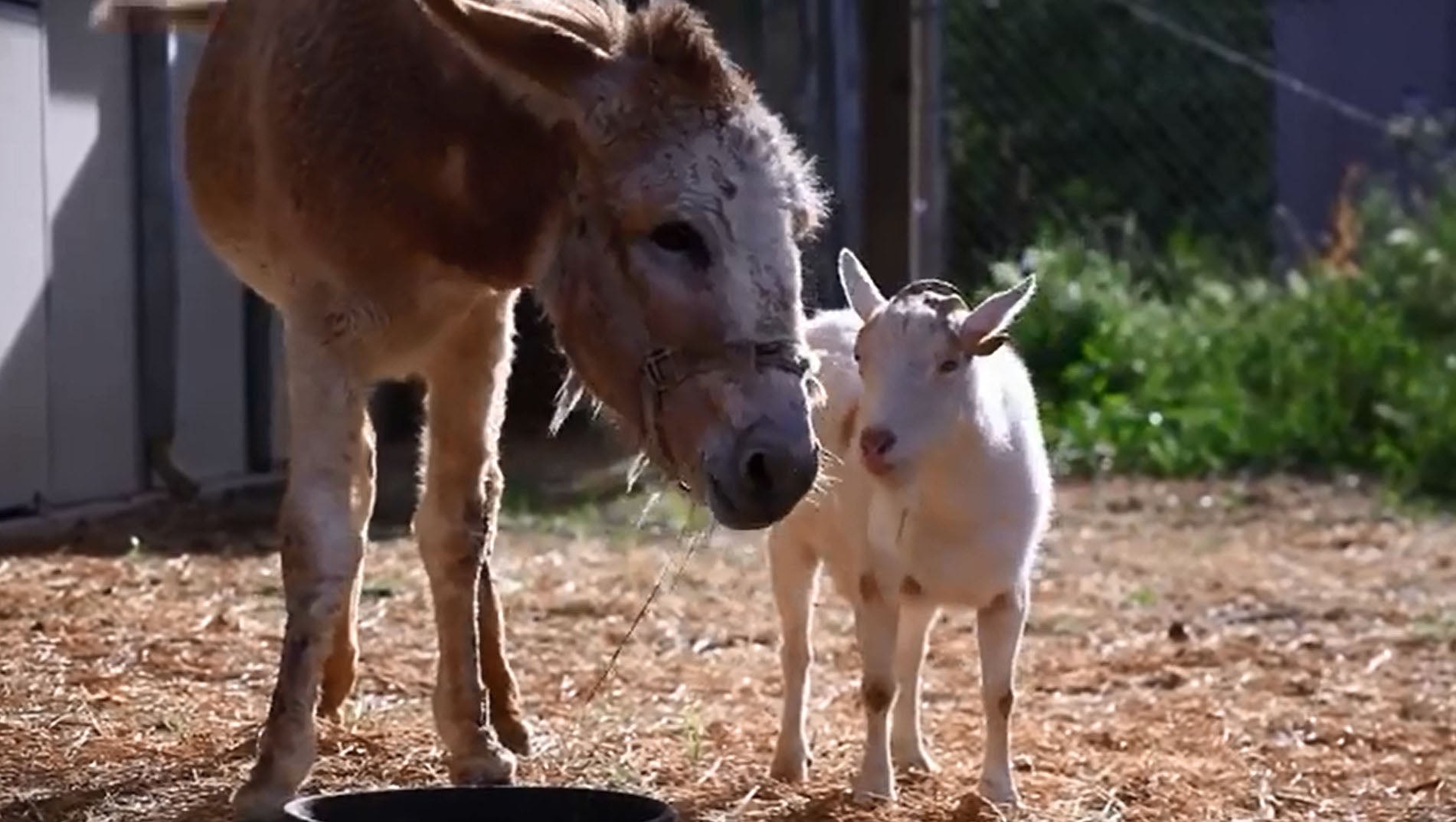 Story of unlikely animal buddies goes viral - CBS News