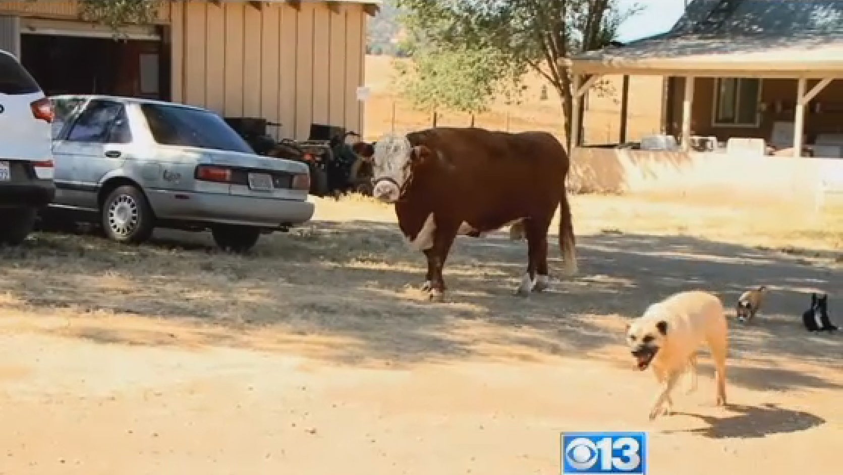 Woooof? Confused cow thinks she's a dog - CBS News