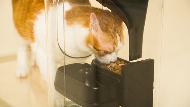 "Bistro" high-tech cat care system uses feline facial recognition ...