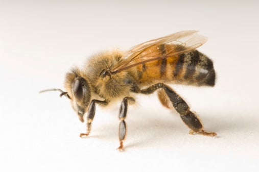 Mysterious "zombie bee" scourge reaches new state - CBS News