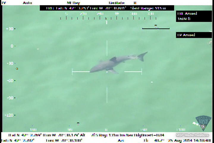 Great white shark spotted off beach in Massachusetts - CBS News
