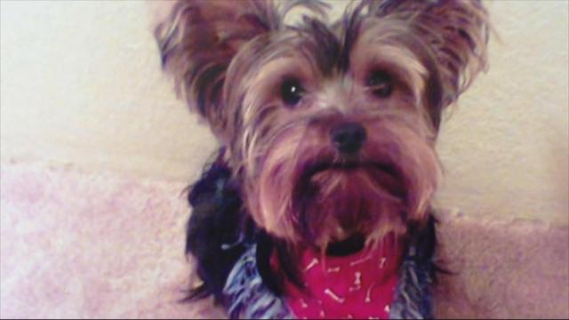 Dog missing from Texas home for years found in Indianapolis, Indiana ...