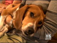 Beagles used for chemical testing rescued from Bay Area labs - CBS News