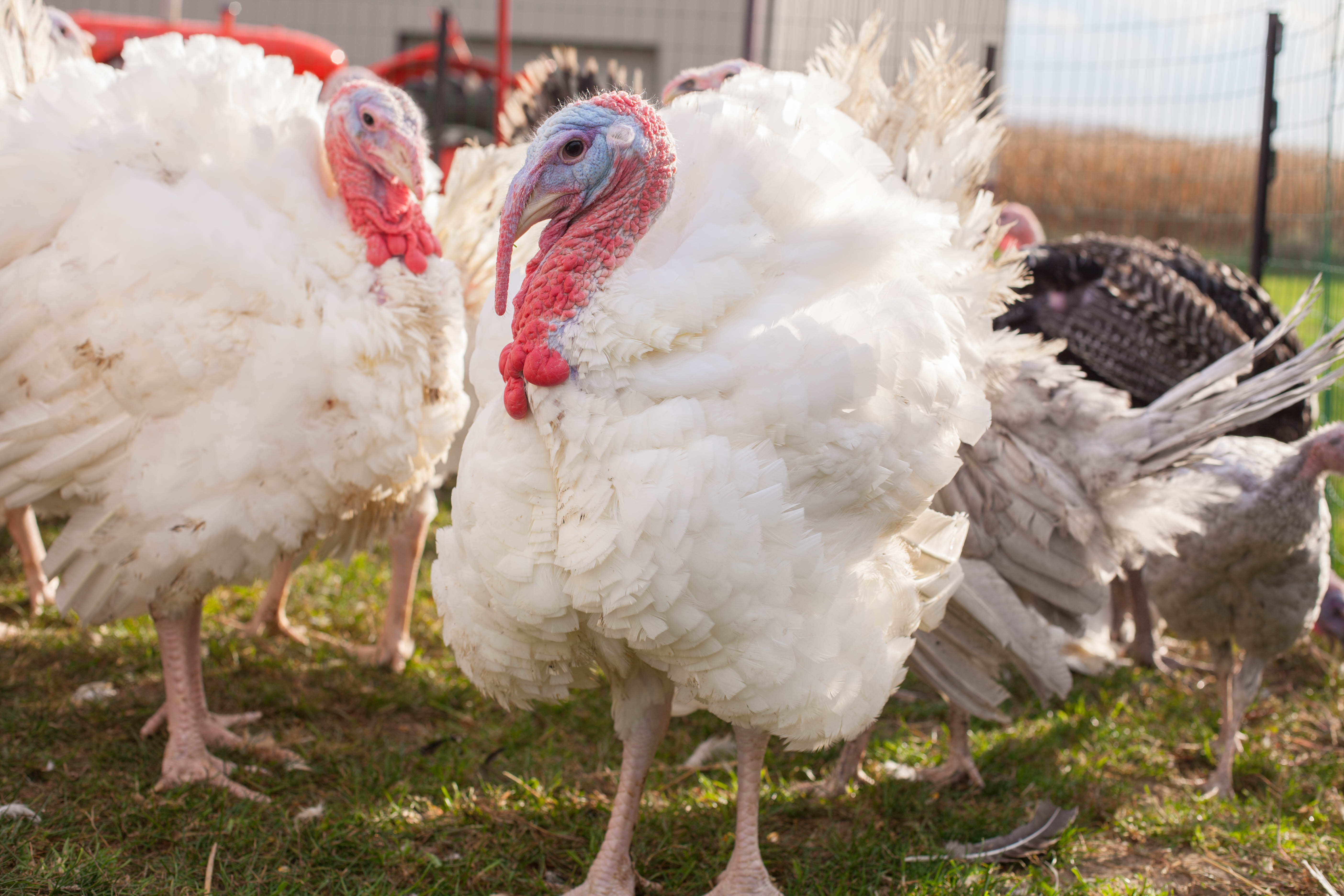 Thanksgiving White House Turkey pardon: behind the scenes - CBS News