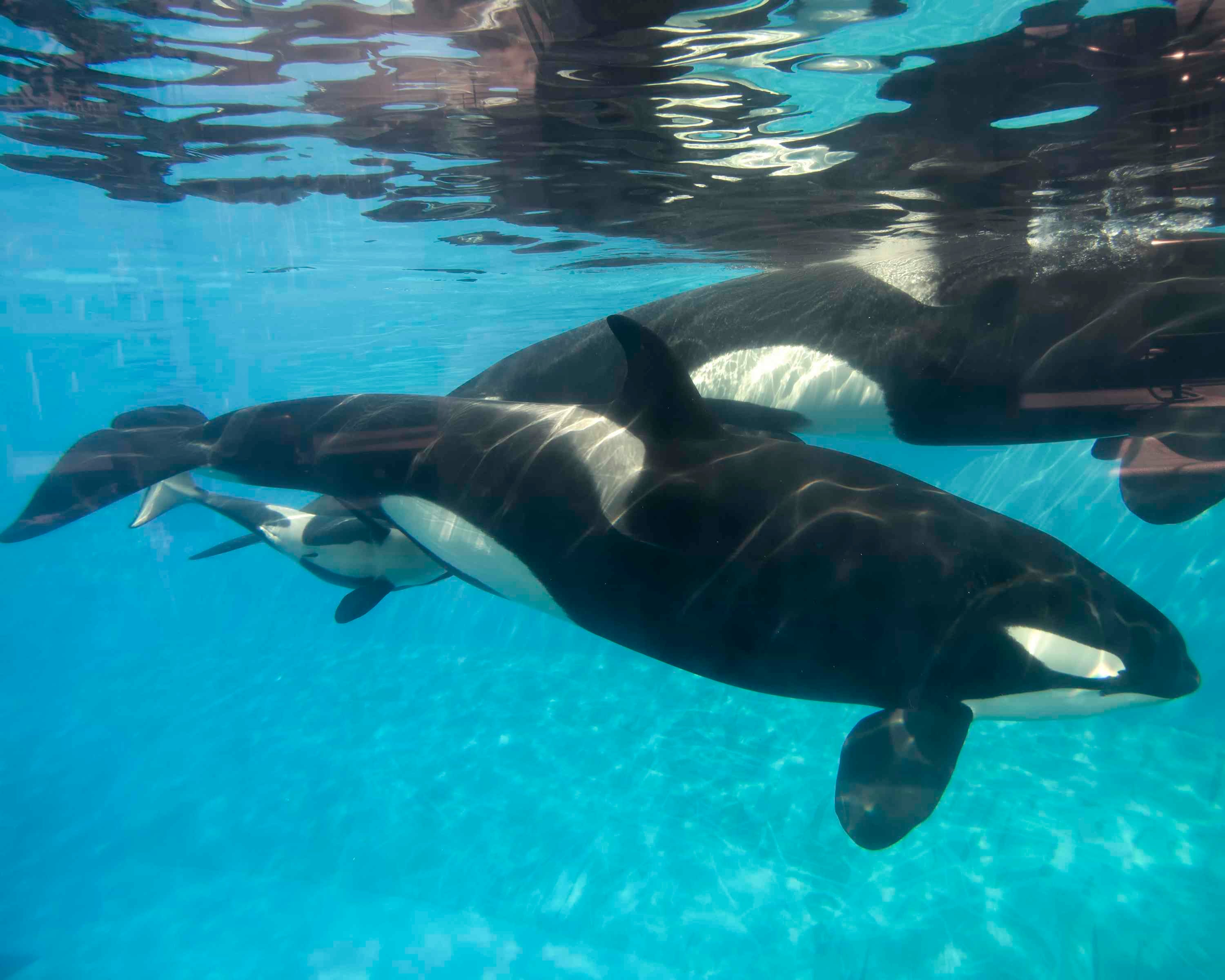 Why SeaWorld said goodbye to its CEO - CBS News