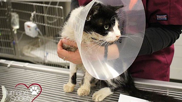 Buried cat, presumed dead, rises from the grave in Florida - CBS News