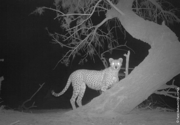 Night-vision photos show elusive Saharan cheetah - CBS News