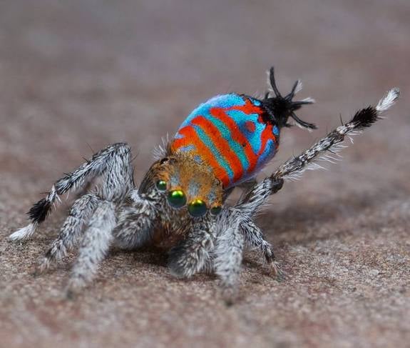 Meet two spider species: Skeletorus and Sparklemuffin - CBS News