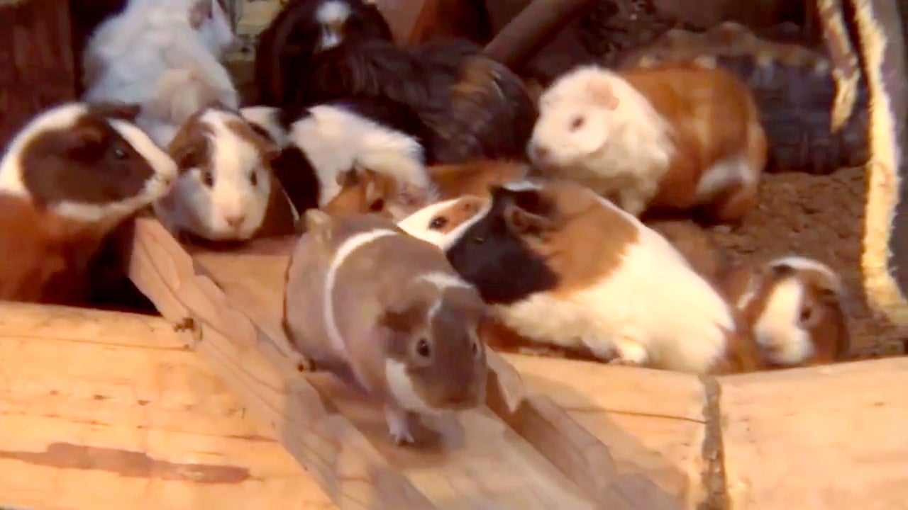 "Guinea Pig Bridge" song is crazy, cute and catchy, this week on The ...