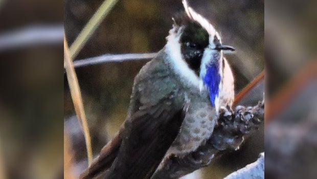 Hummingbird, thought extinct, rediscovered in Colombia - CBS News