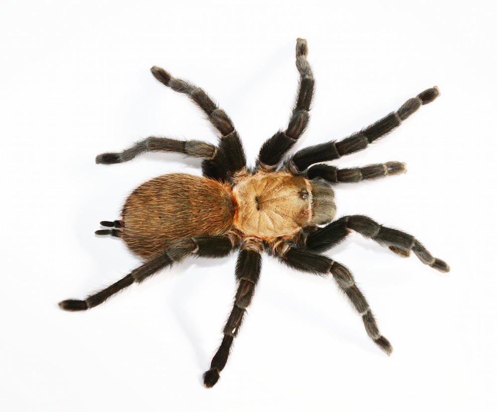 Tarantulas run faster when it's hot - CBS News