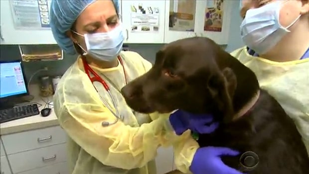 Coughing canines? 6 things to know about dog flu - CBS News