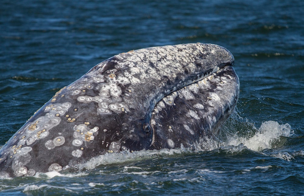 Gray Whales Migration