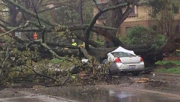 Driver killed in Cincinnati when tree crushes car - CBS News