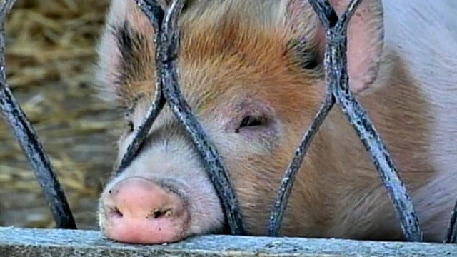 FDA moves to pull pork drug, carbadox, linked to cancer - CBS News