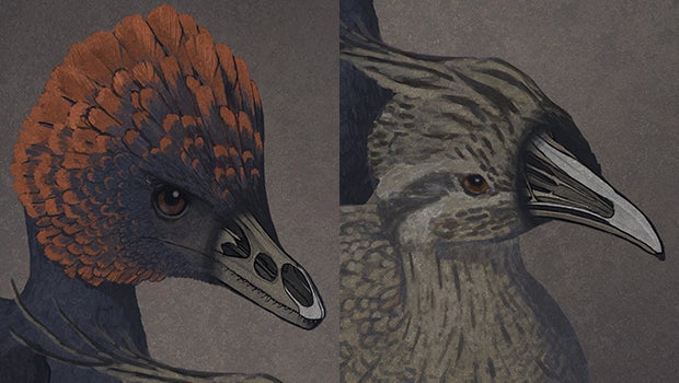 Scientists engineer chickens with dinosaur snouts - CBS News