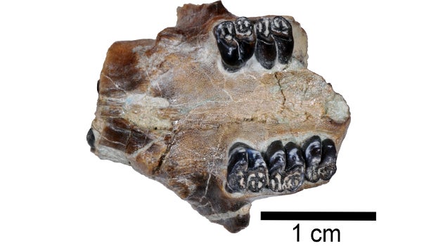 Fossils of ancient beaver species found in Oregon - CBS News
