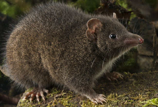Newly discovered marsupials mate to death - CBS News