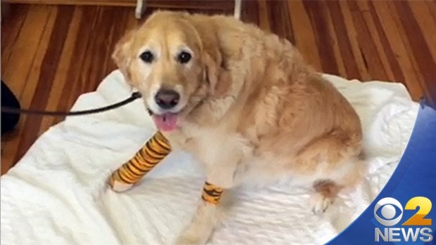 Service dog jumps between blind owner, school bus - CBS News