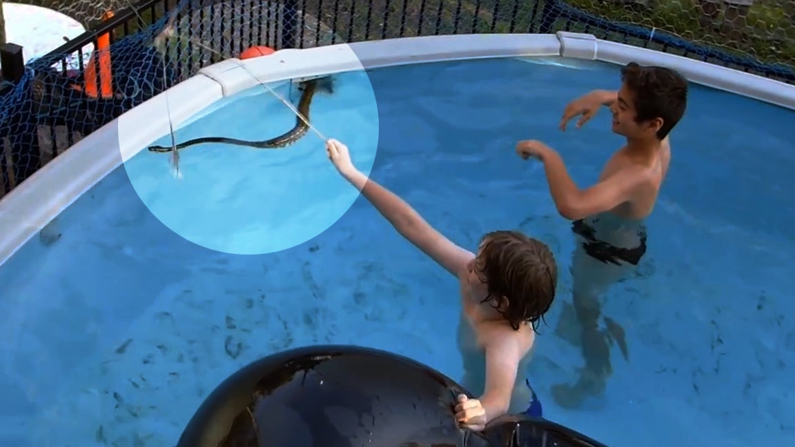 Python sneaks into swimming pool with kids, on The Feed! - CBS News