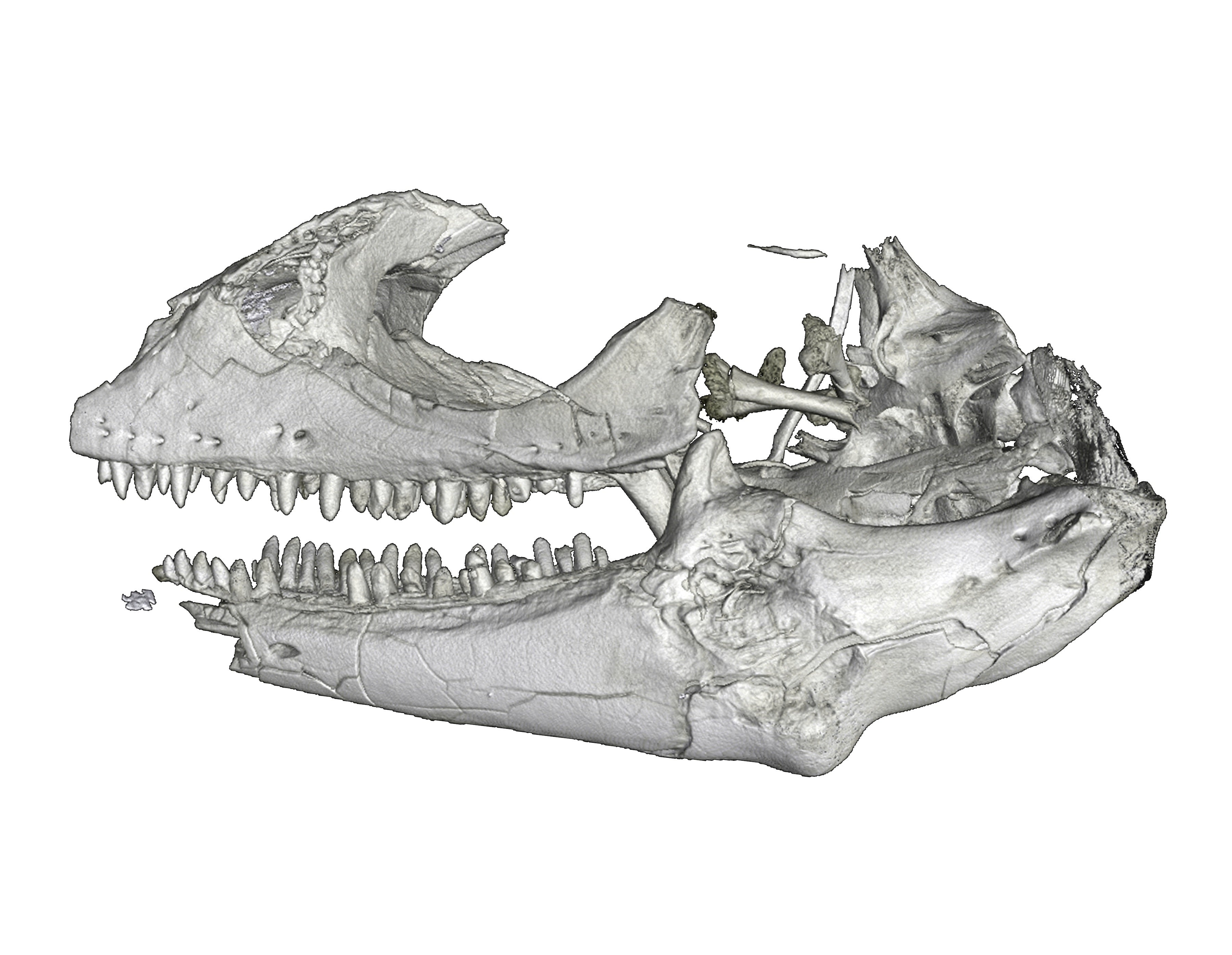 Ancient Jesus lizard walked on water in once-tropical Wyoming - CBS News