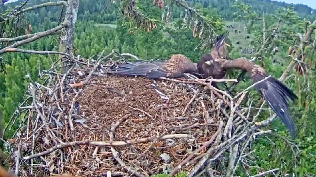 Eagle crash lands into nest, on The Feed! - CBS News