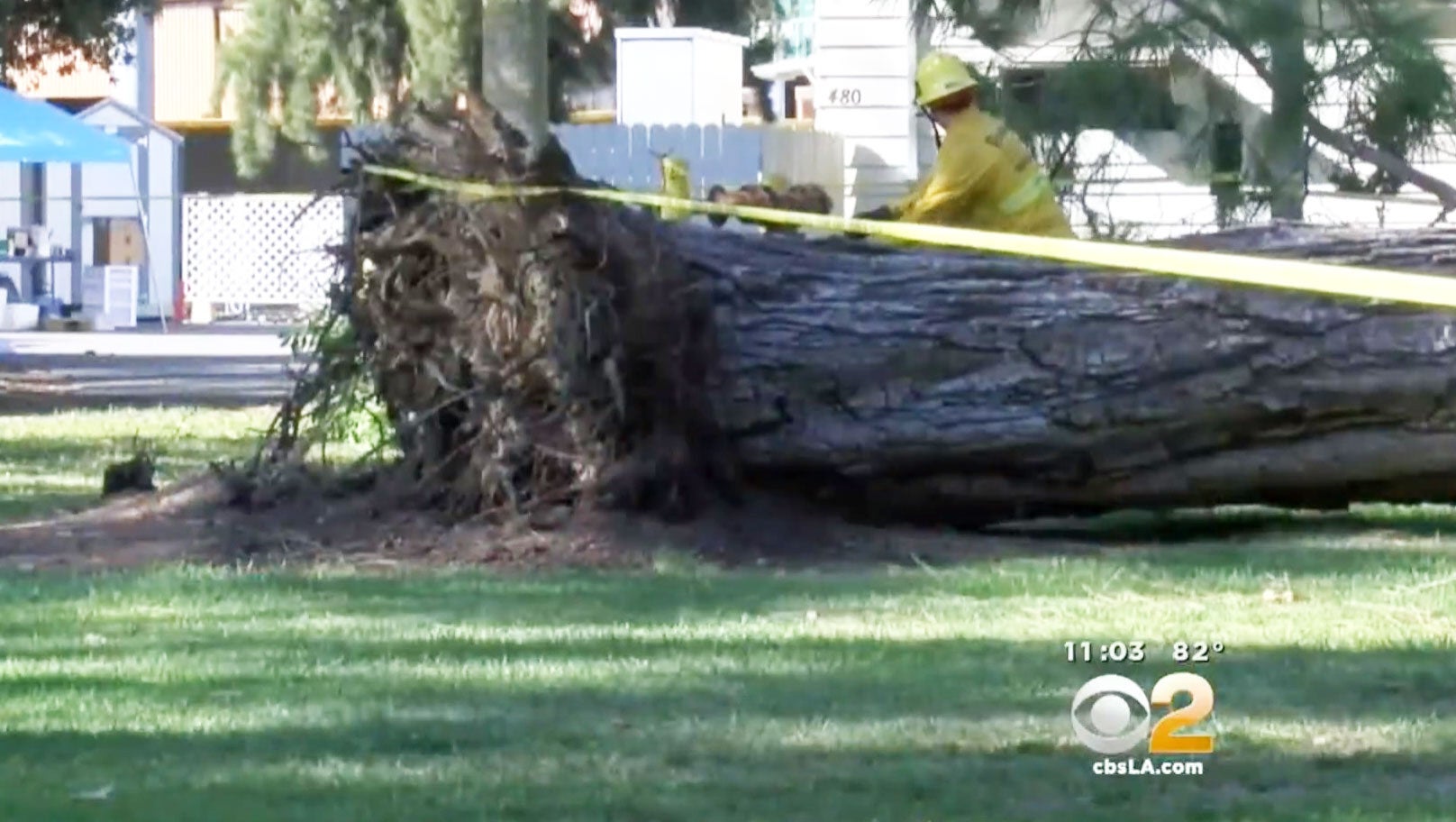 Boy still critical, girl upgraded after California tree fall - CBS News