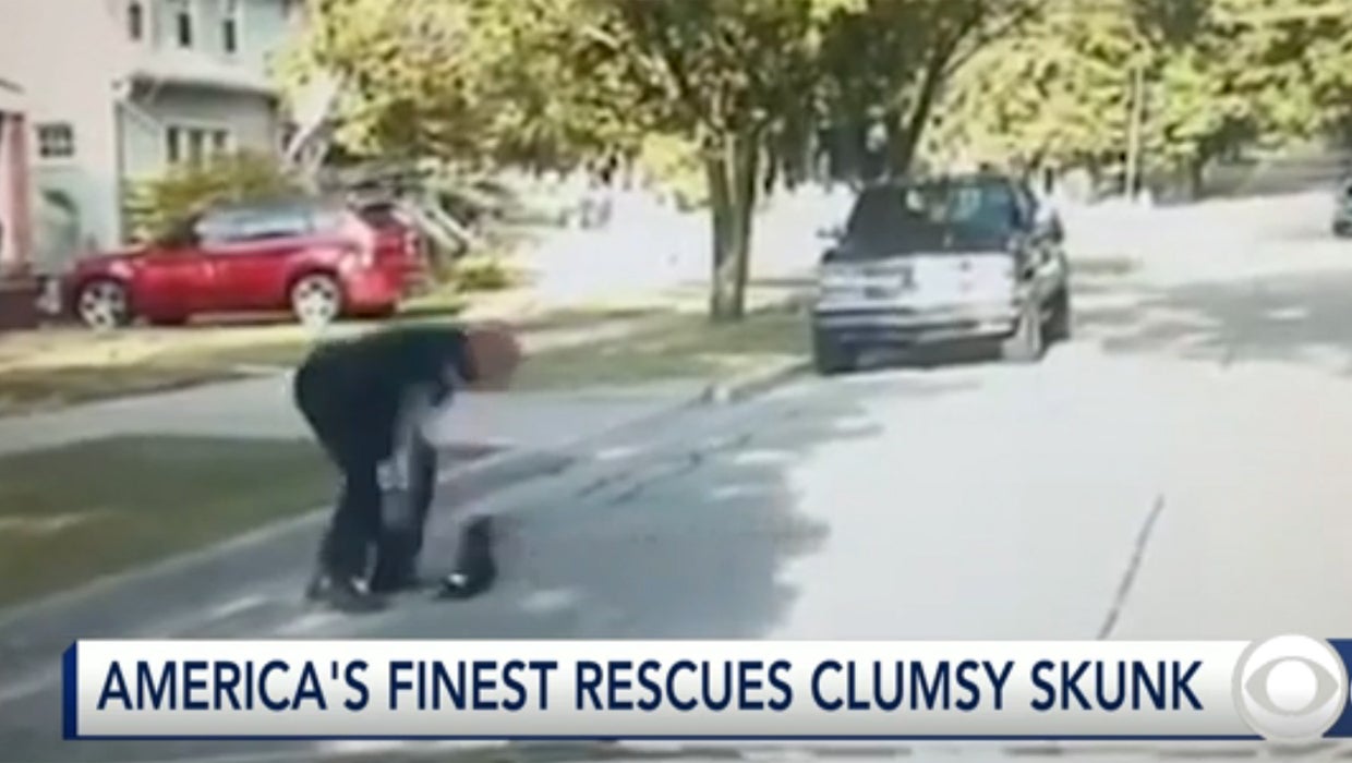 VIDEO: Michigan cop rescues skunk from stinky situation - CBS News