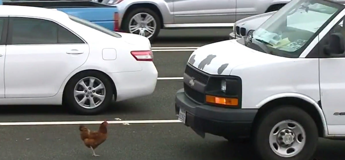 Traffic fowl-up: Chicken captured after causing traffic flap - CBS News