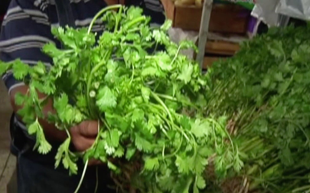 Se regulariza en septiembre exportación de cilantro poblano a Estados ...