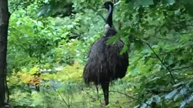 Emu on the loose in New Hampshire town - CBS News