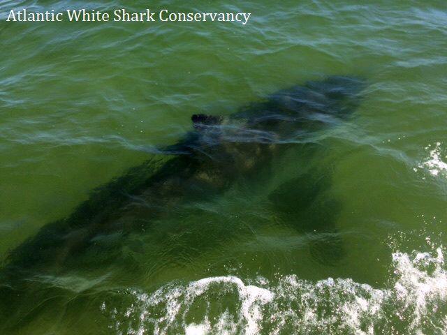 Large and "squirrelly" great white shark spotted off Cape Cod - CBS News