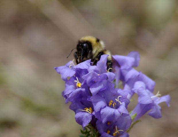 Zom-bee watch: Killer parasite turns bees into zombies - CBS News