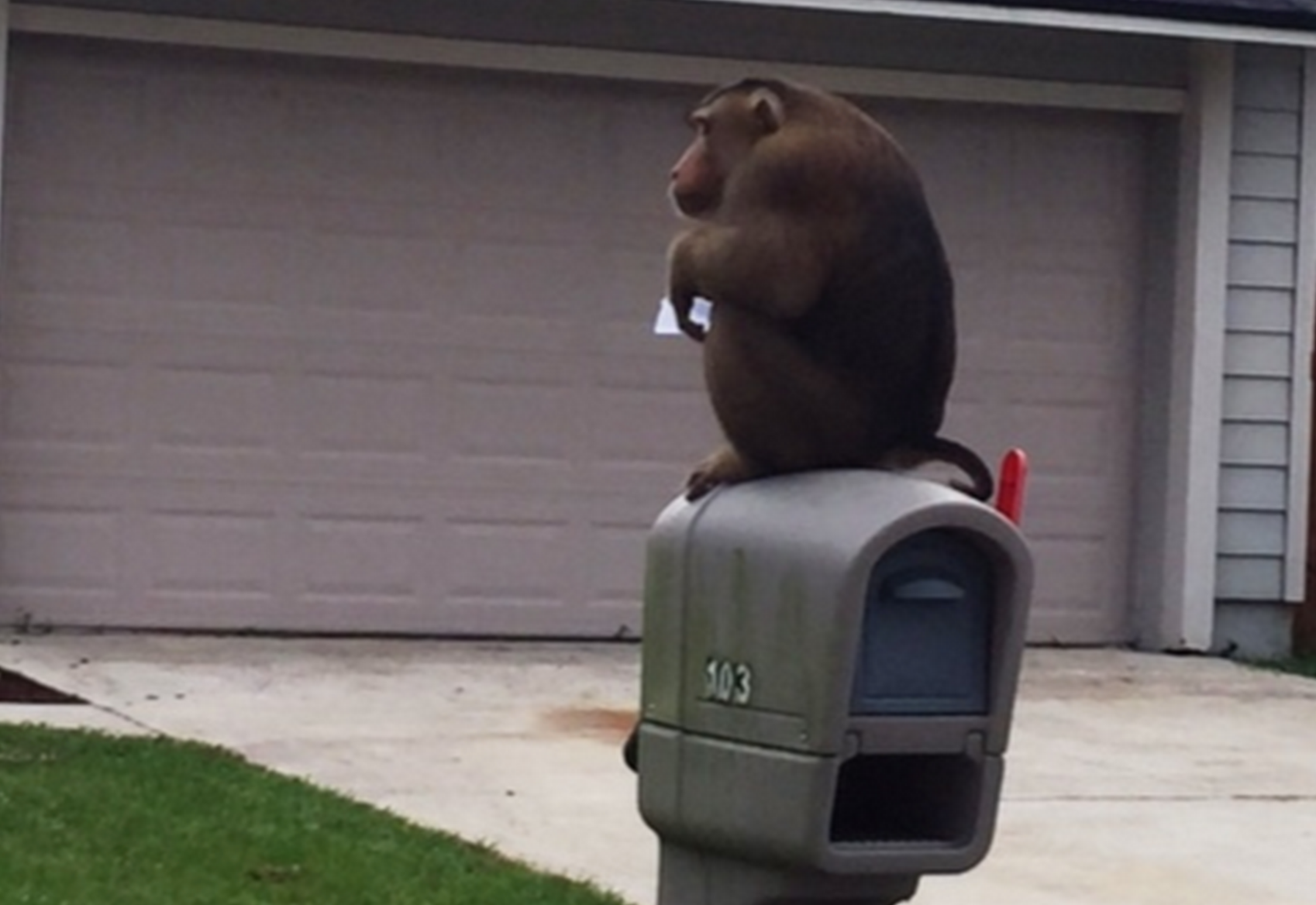 911 caller: Monkey's eating mail out of neighbor's mailbox - CBS News