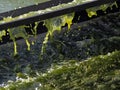 Powering the future: Will algae fuel your next car? - CBS News