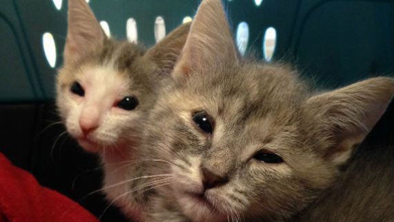 Kittens born without eyelids to get sight-saving surgery - CBS News