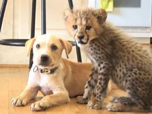 Cheetah cub Kumbali and rescue puppy Kago are besties at metro richmond ...
