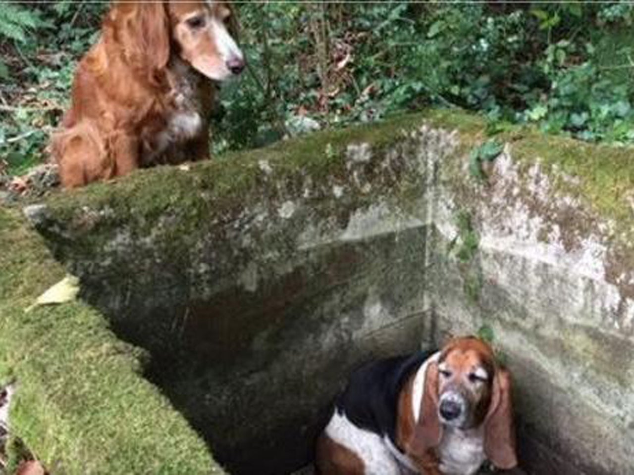 Washington Governor honors heroic dog as Washingtonian of the Day - CBS ...