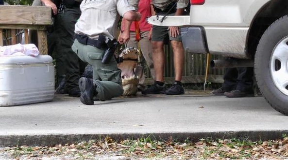 Alligator killed Florida snorkeler, medical examiner says - CBS News