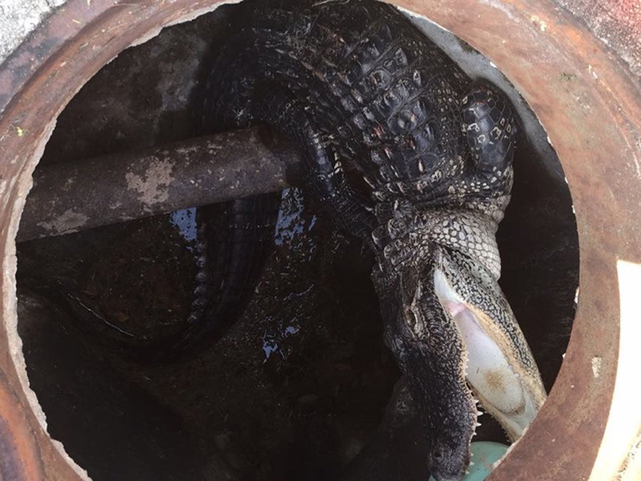 Alligator trapped in storm drain didn't buy the farm in Florida thanks ...