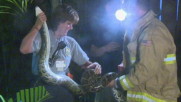 Python gives Miami, Florida, homeowner a slithering surprise - CBS News
