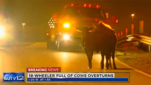 Cows on the loose on Miss. interstate - CBS News