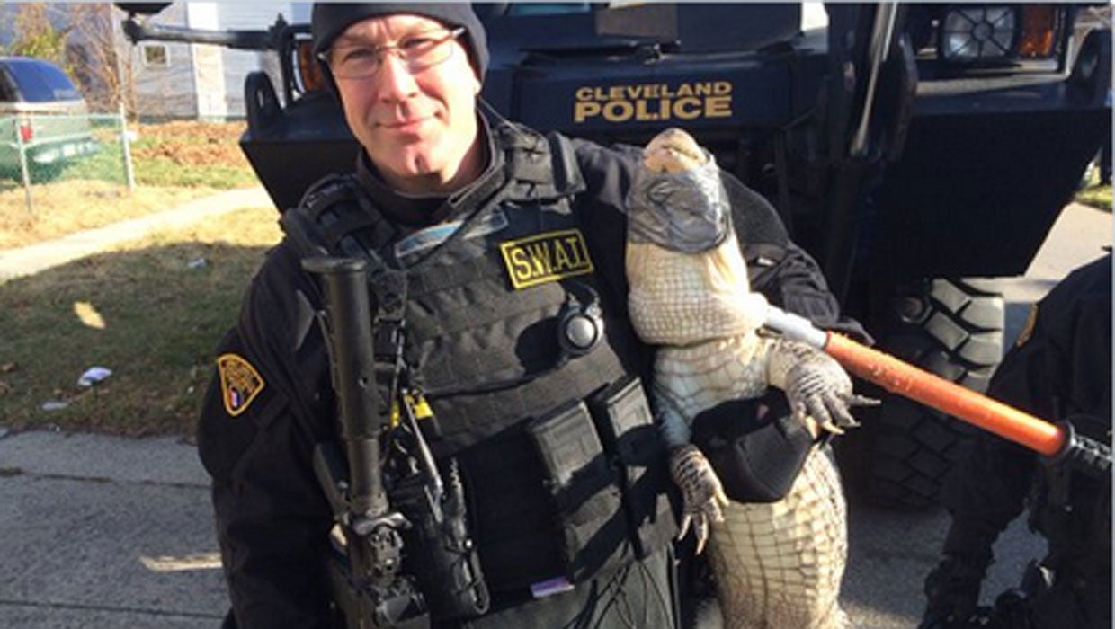 Alligator confiscated, man arrested from Cleveland home after domestic ...