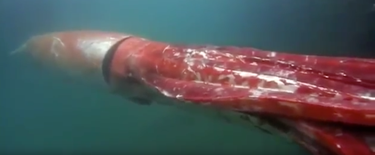 Giant squid makes rare up-close appearance in Japan's Toyama Bay - CBS News