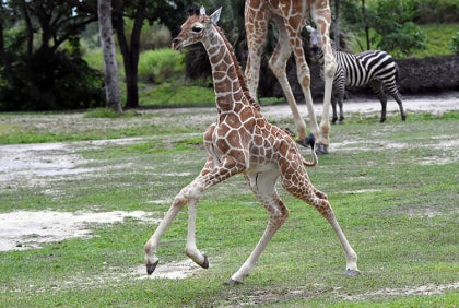 Freak accident kills young giraffe at Zoo Miami - CBS News