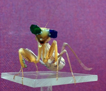 Scientists put tiny glasses on praying mantis to test insect 3D vision ...