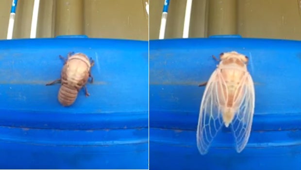 Cool time lapse video shows a cicada shed its skin - CBS News