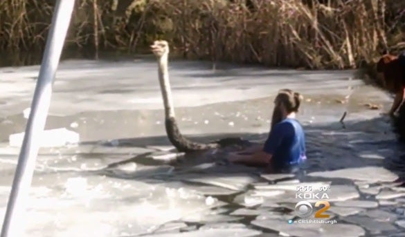 Caught on tape: Zookeeper plunges into icy water to rescue ostrich ...