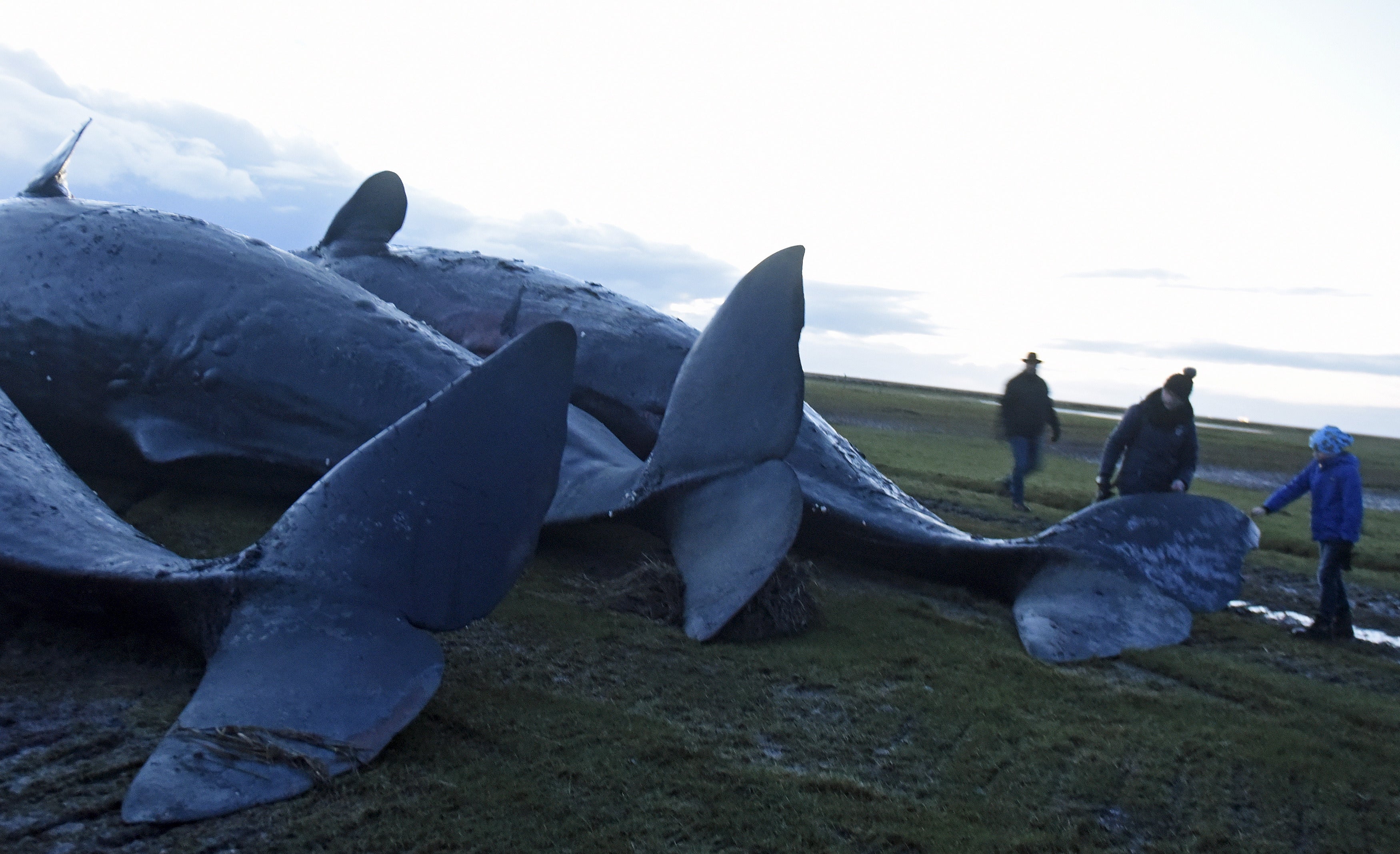 Mystery surrounds multiple whale strandings in Europe - CBS News